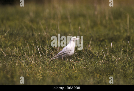 Albino Australian magpie Stock Photo - Alamy