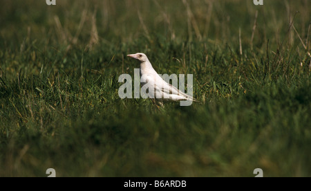 Albino Australian magpie Stock Photo - Alamy