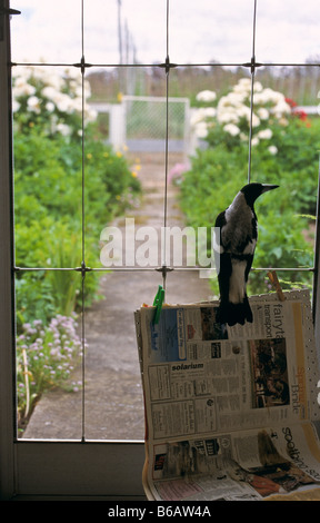 Australian Magpie, Bird Stock Photo - Alamy