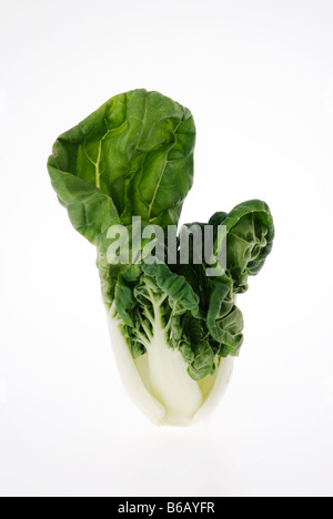 Fresh pak choi on white background Stock Photo - Alamy