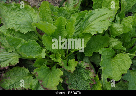 Broadleaf plantain (Plantago major Stock Photo - Alamy