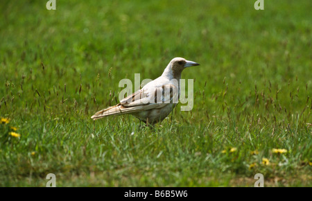 Albino Australian magpie Stock Photo - Alamy