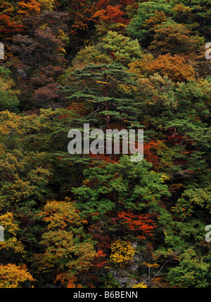 Nikko National Park Stock Photo - Alamy