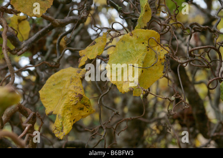Contorted or corkscrew shrubs are popular features, few more so than ...