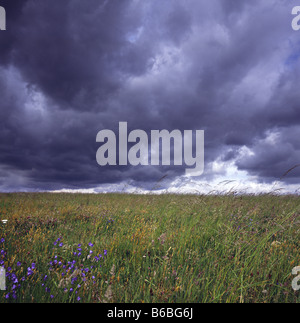 Overcast sky over a cropped field, with trees lining the horizon Stock ...