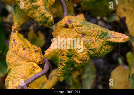 Contorted or corkscrew shrubs are popular features, few more so than ...