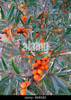 Orange berries growing on a bush - Florida Stock Photo - Alamy