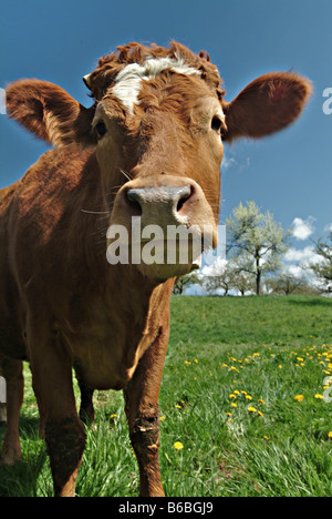 Vertical shot of a cow in the field Stock Photo - Alamy