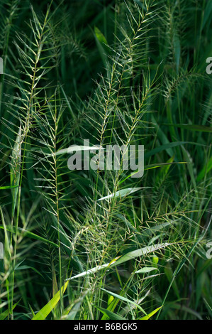 Eastern Bottlebrush Grass (Hystrix patula, Elymus hystrix), seed heads ...