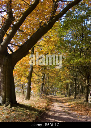 A vertical shot of a path running through green vegetation with clouds ...