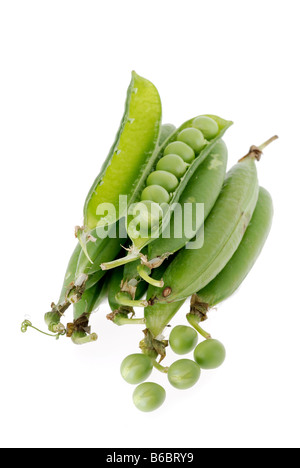 Green pod of peas Split open to see the peas inside With single loose ...