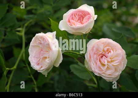 Rose (Rosa sp.), variety: Pastella, flower Stock Photo - Alamy