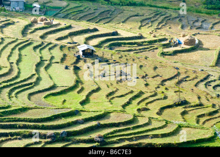 Wheat crop field ; Sikkim ; India ; asia Stock Photo - Alamy