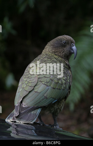 Kea (Nestor notabilis), Kea, adult, on watch, captive, New Zealand ...
