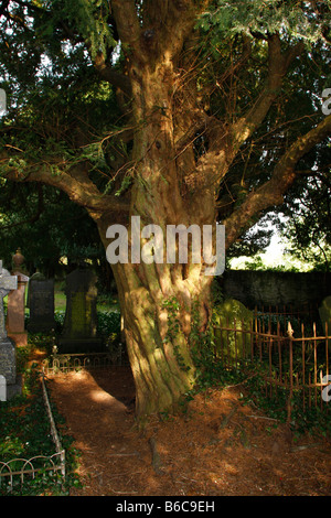 The Bleeding Yew tree in the Churchyard of St Brynach, Nevern ...