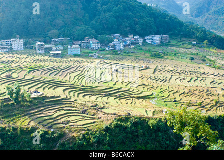 Wheat crop field ; Sikkim ; India ; asia Stock Photo - Alamy