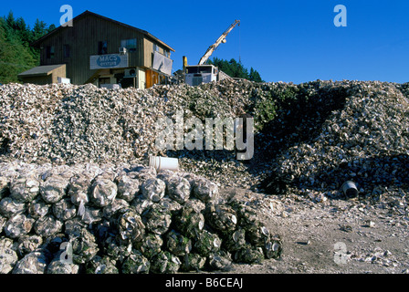 Discarded Farmed Oyster Shells at Oyster Processing Plant at Fanny Bay ...