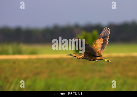 American Bittern (Botaurus lentiginosus) in flight Stock Photo - Alamy