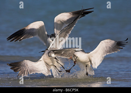 Three Laughing Gulls, Leucophaeus atricilla, drinking from the salty ...