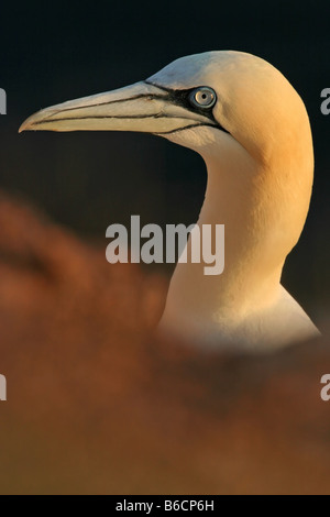 Close up of a Northern gannet (Morus bassana) with nesting material in ...