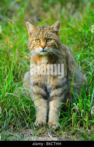 Wildcat (Felis silvestris), sitting in tree, snow, National Park ...