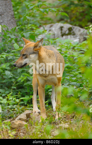 Front view of a Gray Wolf standing up Stock Photo - Alamy