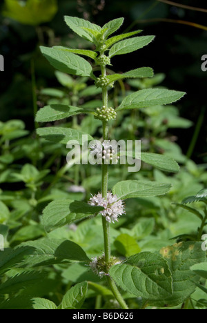 corn mint (Mentha arvensis Stock Photo - Alamy