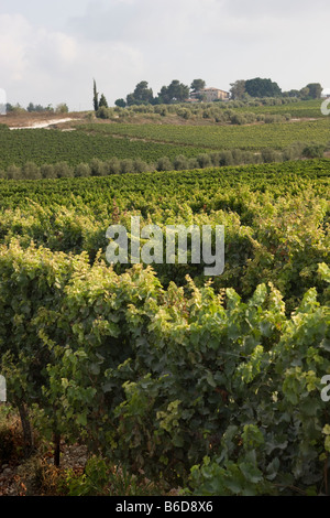 VINEYARDS DEIR RAFAT MONASTERY SORAQ VALLEY ISRAEL Stock Photo - Alamy