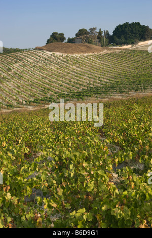 VINEYARDS DEIR RAFAT MONASTERY SORAQ VALLEY ISRAEL Stock Photo - Alamy