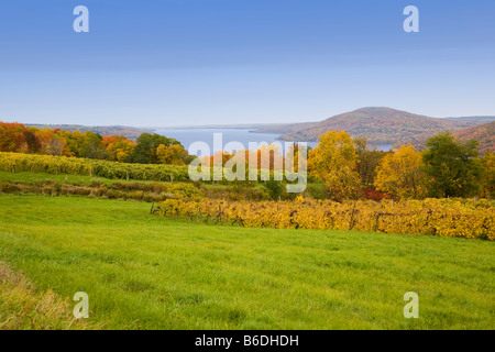 Fall vineyards with Canandaigua Lake in the Finger Lakes region of New ...