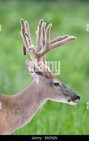 Whitetail Buck Portrait,Side View Stock Photo - Alamy