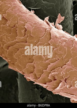 Human hair. Coloured scanning electron micrograph (SEM) of hair shafts ...