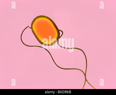 Transmission Electron Micrograph (TEM) of Bacillus subtilis bacteria ...