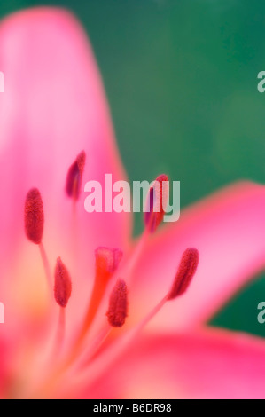 Lily flower reproduction (Lilium sp.). The male part of the flower ...