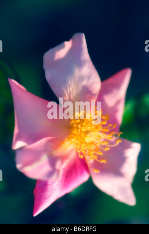 Close-up delicate rose pollens and petals of Distant drums rose as ...
