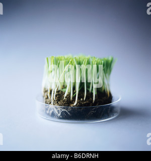 Genetically modified plant growing in water in a test tube as part of ...