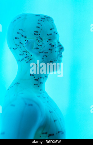 Acupuncture model. Model of a human head marked with acupuncture points ...
