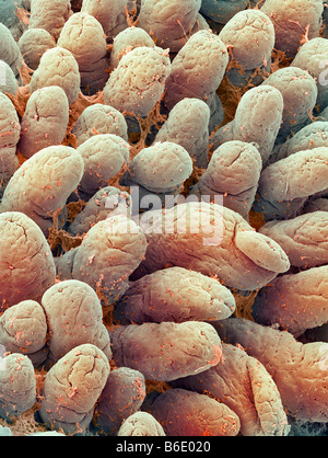 Scanning electron micrograph (SEM) of an absorptive epithelial cells ...