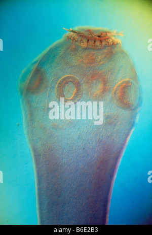 Light micrograph of the scolex (head) of a tapeworm (Dipylidium sp ...