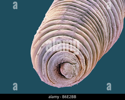 Annelid worm. Coloured scanning electron micrograph (SEM) of an annelid ...
