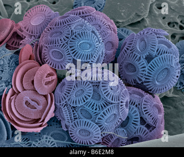 Coccoliths. Scanning electron micrograph (SEM) of coccoliths from a ...