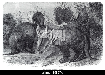 Aardvark (Orycteropus afer), antbear anteater Cape anteater earth hog ...