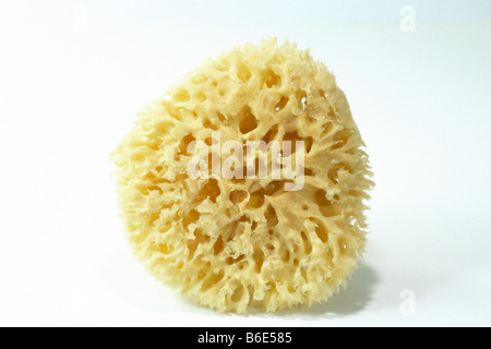 Bath sponge (Spongia officinalis - Euspongia officinalis) Mediterranean ...