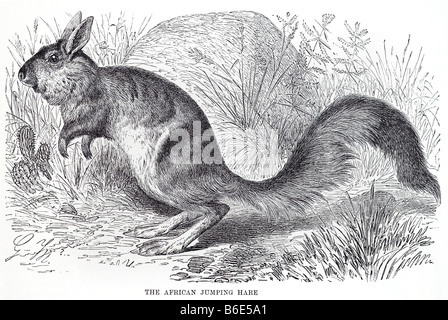 African savanna hare (Lepus microtis), Samburu National Reserve Stock ...