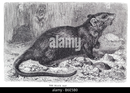 black rat, roof rat, house rat, ship rat (Rattus rattus), two animals ...