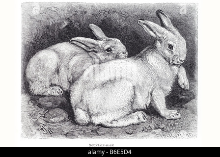 hare Hares and jackrabbits are leporids belonging to the genus Lepus ...