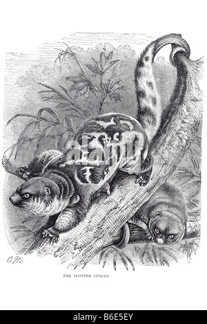 Common spotted cuscus old illustration (Spilocuscus maculatus Stock ...
