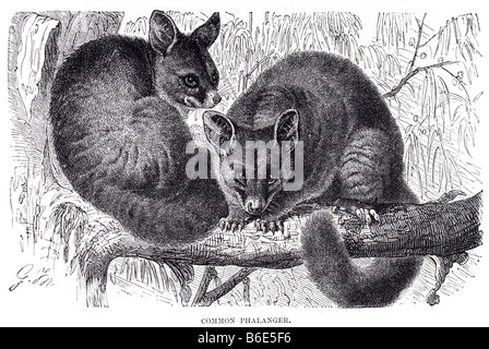 Common Cuscus (Phalanger orientalis) in rainforest, New Britain, Papua ...