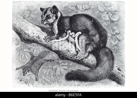 Feathertail glider, Acrobates pygmaeus, illustration from book dated ...