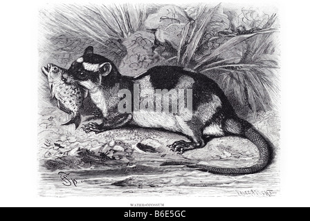 Water Opossum (Chironectes minimus), Yapok marsupial family Didelphidae ...